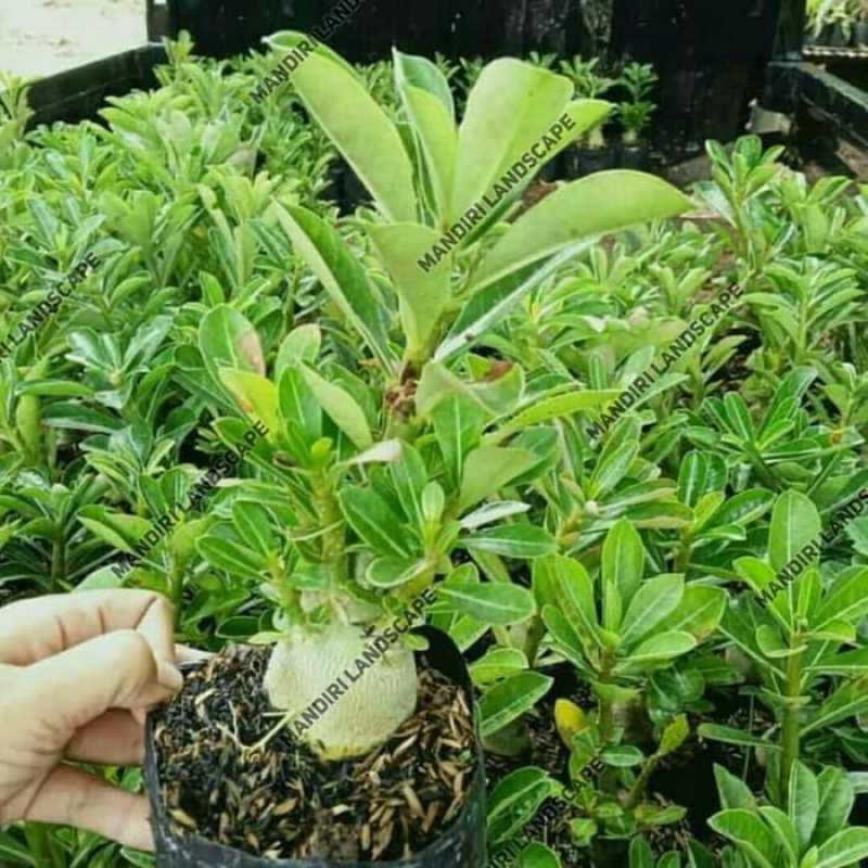 Jual Bibit Bunga Adenium - Tanaman Hias Adenium - Kamboja Jepang di ...
