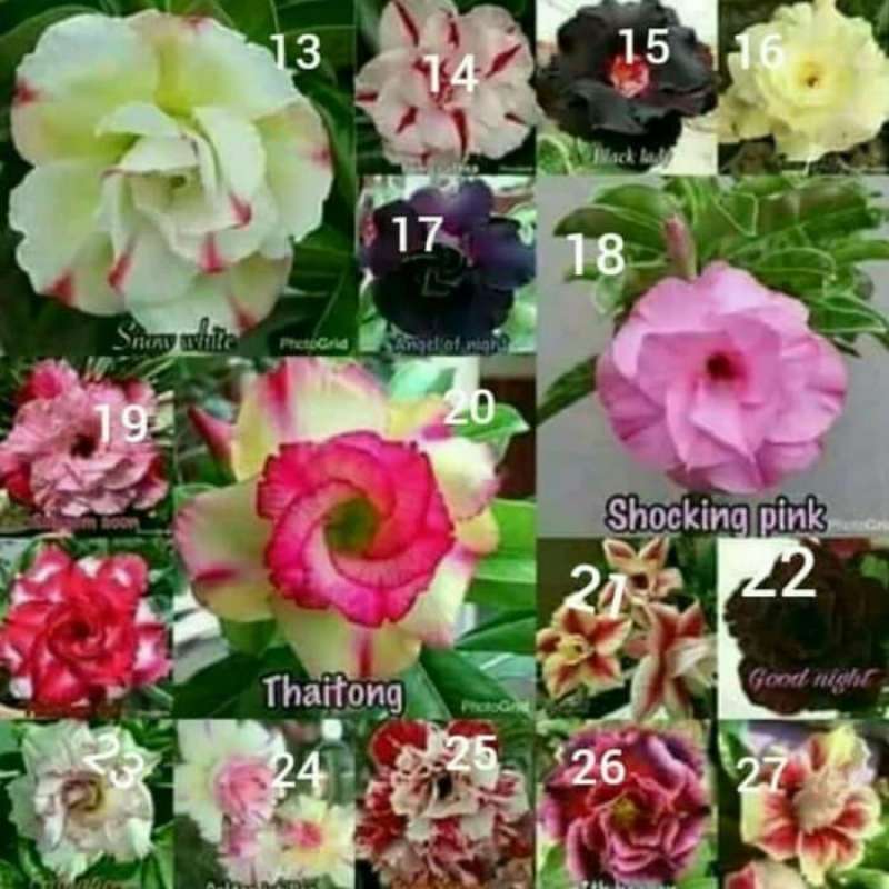 Jual Bibit Bunga Adenium - Tanaman Hias Adenium - Kamboja Jepang di ...