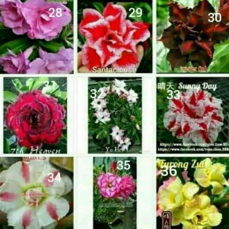 Jual Bibit Bunga Adenium - Tanaman Hias Adenium - Kamboja Jepang di ...