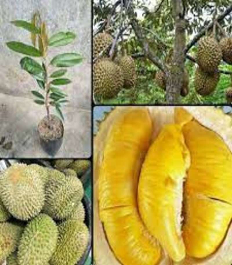 Promo Paket 3 Benih Tanaman Pohon Buah Durian Musangking Premium Valid ...