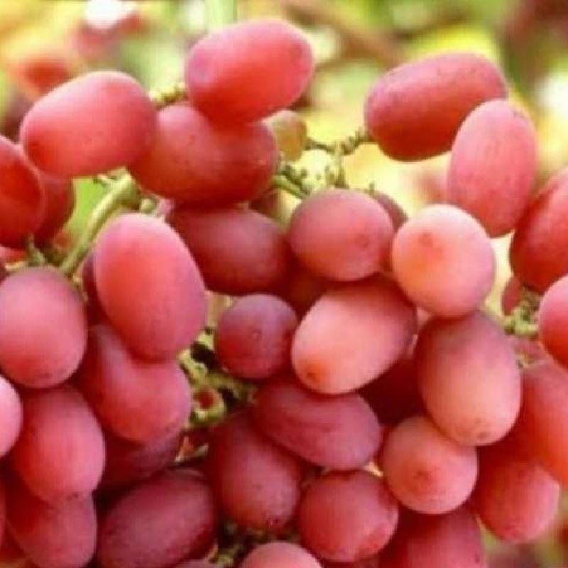 Jual Bibit Anggur Import Jenis Red Globe Super Premium Di Seller Alam ...