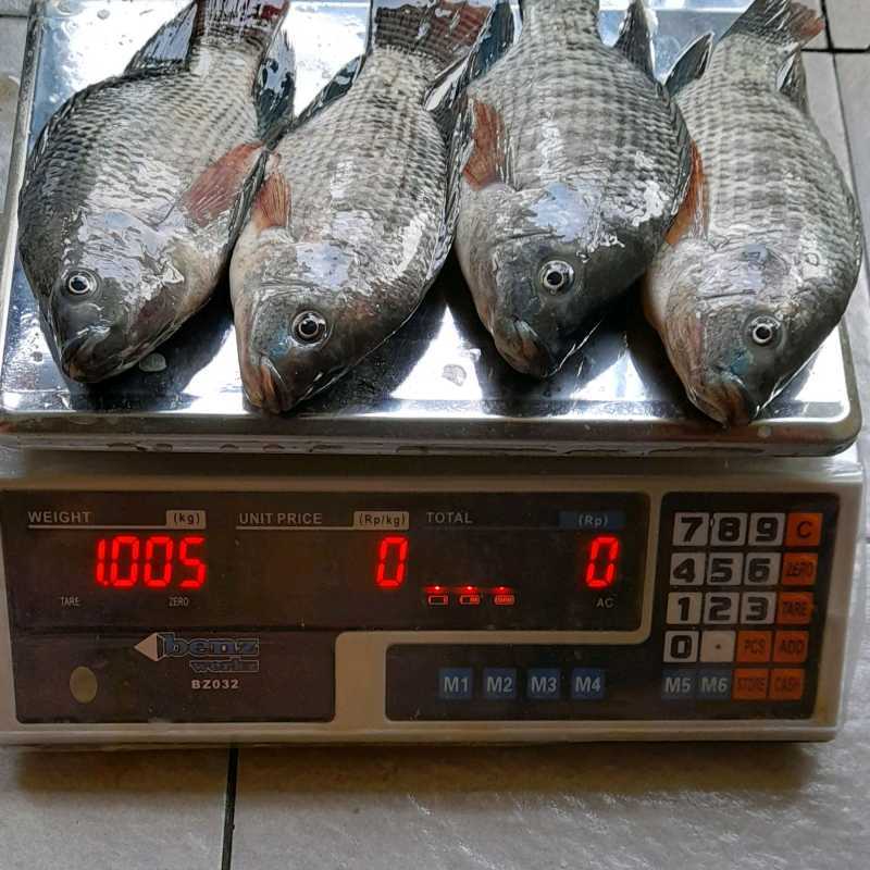 Promo Ikan Nila Segar Diskon 10% di Seller Maharani Fresh/Frozen - Kota ...