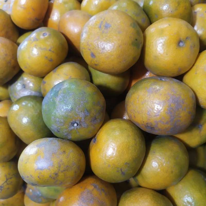 Jual JERUK MEDAN SEGAR / JERUK LOKAL SEGAR / BUAH SEGAR / BUAH FRESH 1 ...