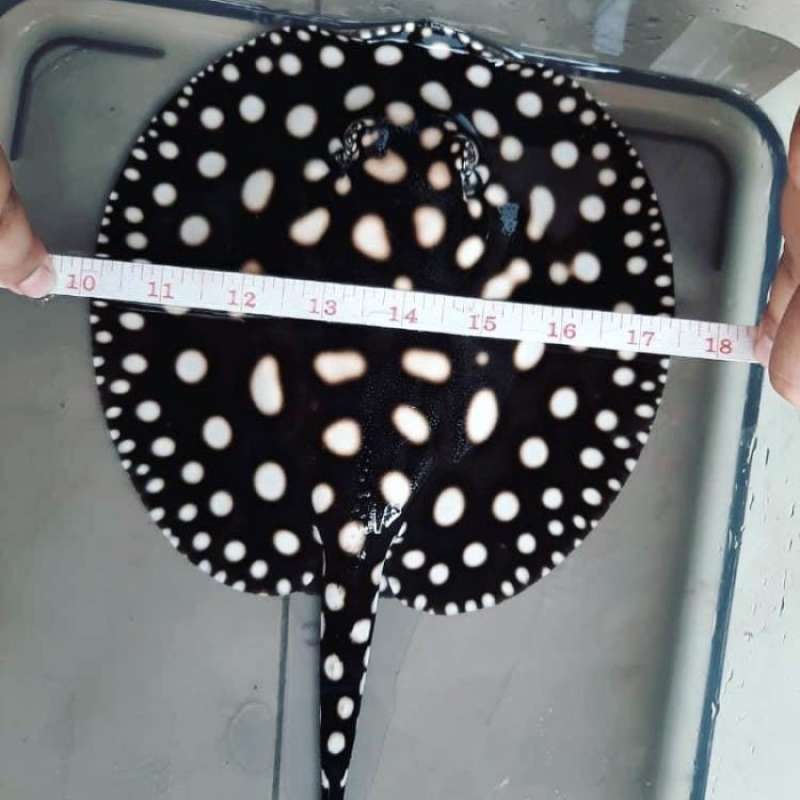 Promo Pari Air Tawar Blackdiamond Stingray 18-20cm diameter Diskon 23% ...