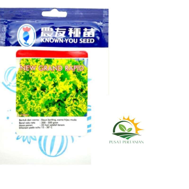 Jual Selada Keriting Hijau New Grand Rapid Pack Besar Benih Biji Lettuce Di Seller Pusat ...