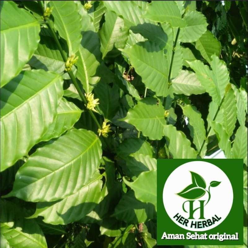 Jual Daun Kopi Segar Herbal Petik 30 Lembar Di Seller Herherbal165 ...