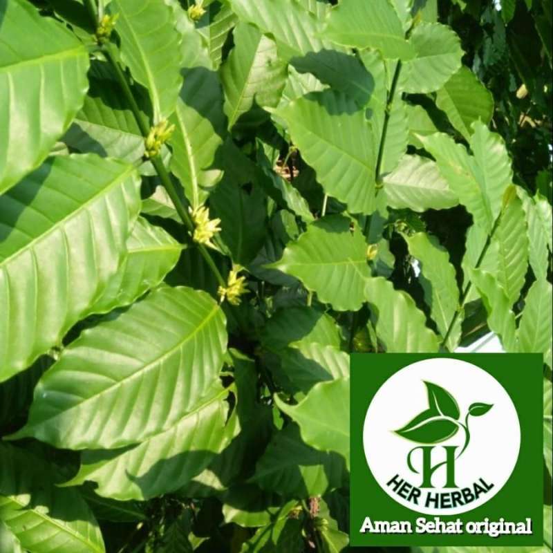 Jual Daun Kopi Segar Herbal Petik 30 Lembar Di Seller Herherbal165 ...