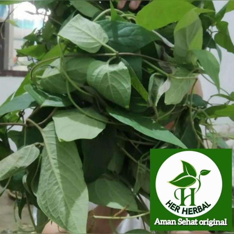 Promo Daun Simbukan Kentut Segar 1kg Diskon 3% Di Seller Herherbal165 ...