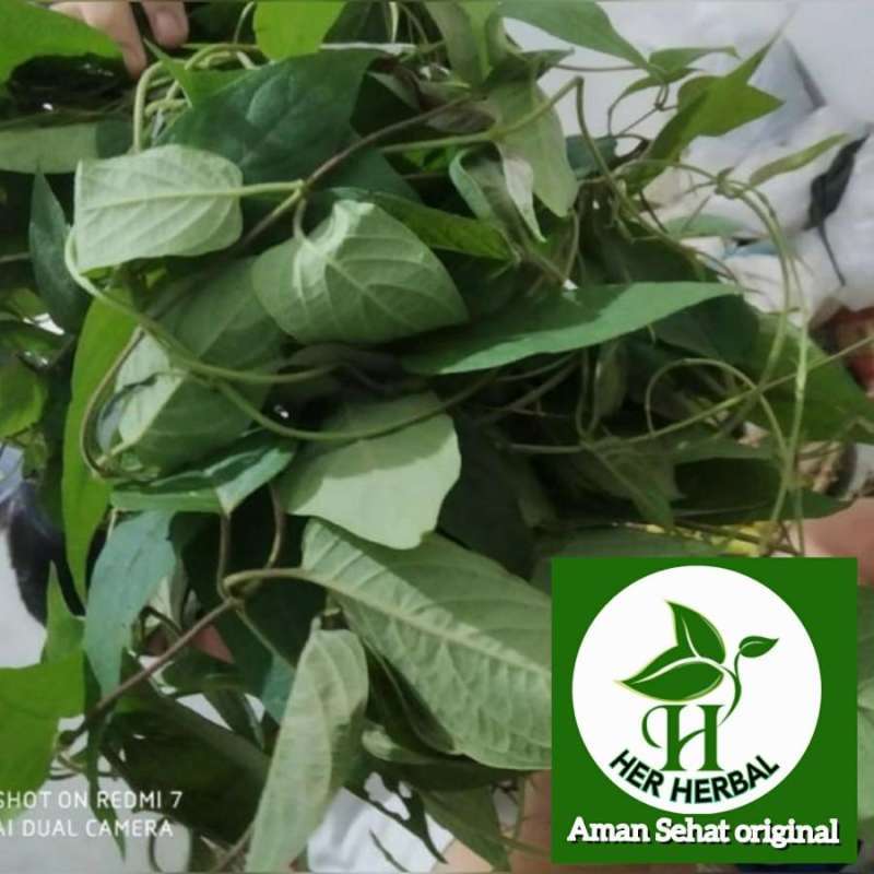 Promo Daun Simbukan Kentut Segar 1kg Diskon 3% Di Seller Herherbal165 ...