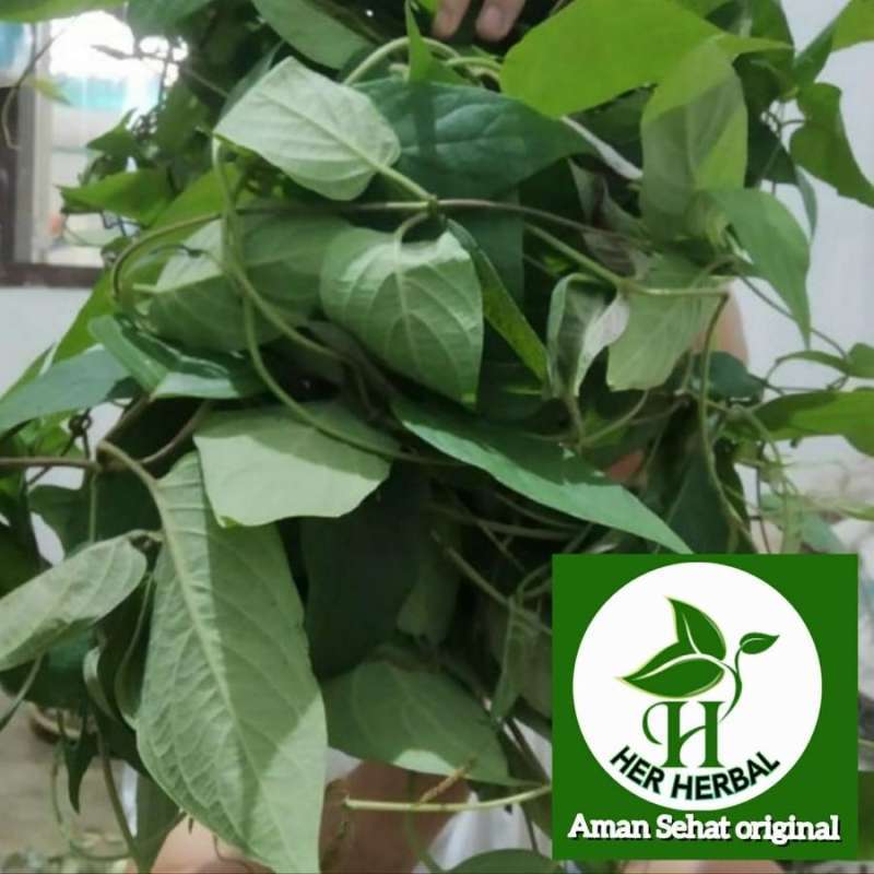 Promo Daun Simbukan Kentut Segar 1kg Diskon 3% Di Seller Herherbal165 ...