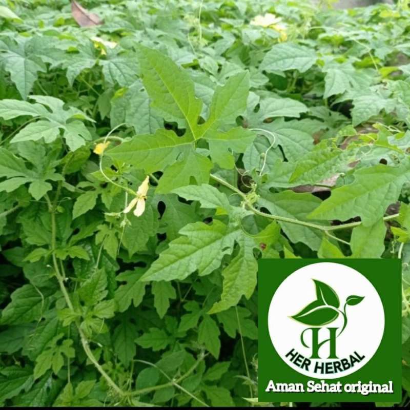 Jual Daun pare hutan atau paria hutan atau parai segar di Seller ...