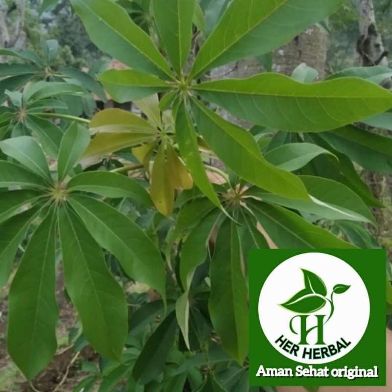 Jual Daun kapuk atau daun randu per 100 gram di Seller Herherbal165 ...