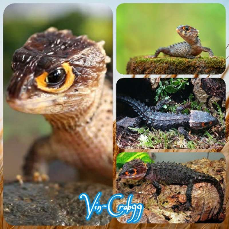 Promo Red Eye Crocodile Skink/kadal Duri Mata Merah (jinak & Tidak ...
