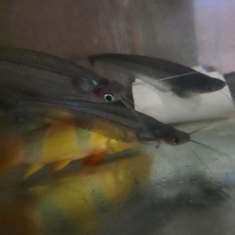 Jual Ikan Hias Ikan Ompok Eugeneiatus Borneo Glass Catfish Di Seller ...
