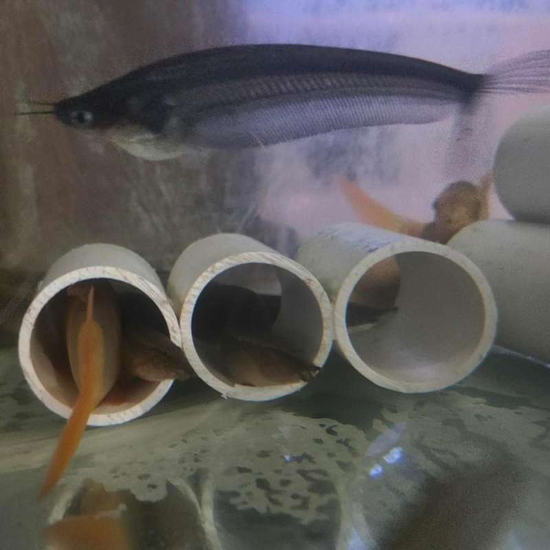 Jual Ikan Hias Ikan Ompok Eugeneiatus Borneo Glass Catfish Di Seller ...