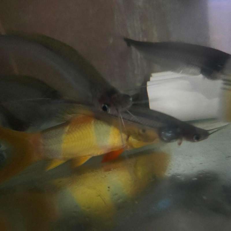 Jual Ikan Hias Ikan Ompok Eugeneiatus Borneo Glass Catfish Di Seller ...