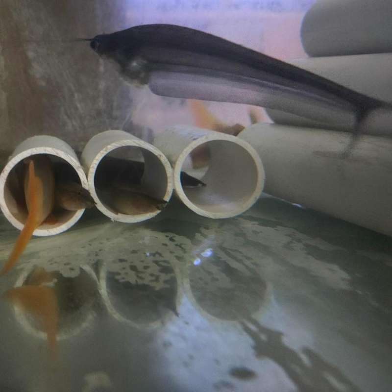 Jual Ikan Hias Ikan Ompok Eugeneiatus Borneo Glass Catfish Di Seller ...