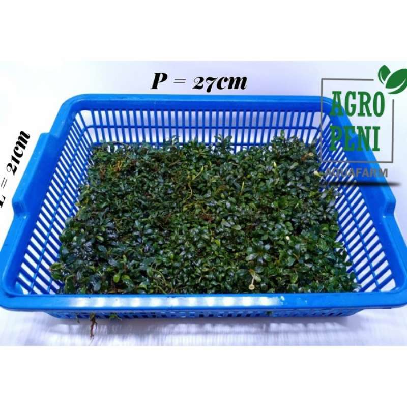 Jual Bucephalandra Keranjang Super Mini - Tanaman Hias Aquascape di ...