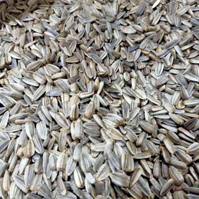 Promo Kuaci kecil hitam 25 kg - kuaci karungan makanan hamster burung ...