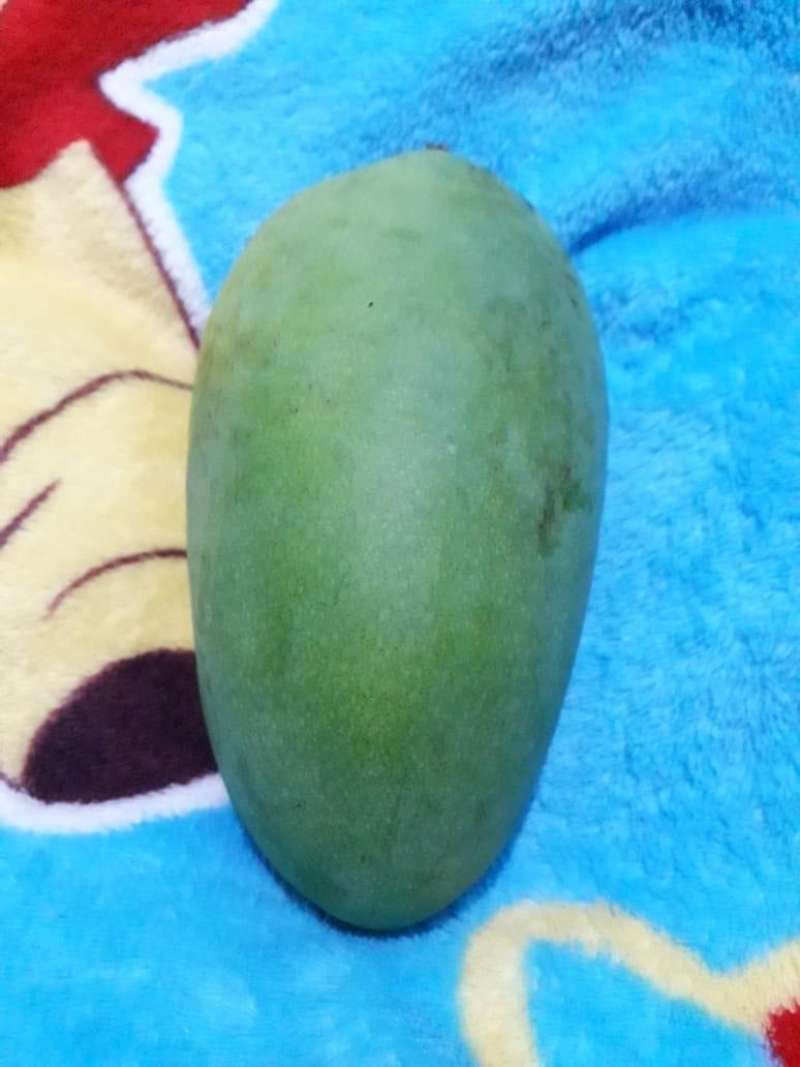 Jual Mangga Harum Manis di Seller CMF Shop - Randusari, Kota Semarang ...