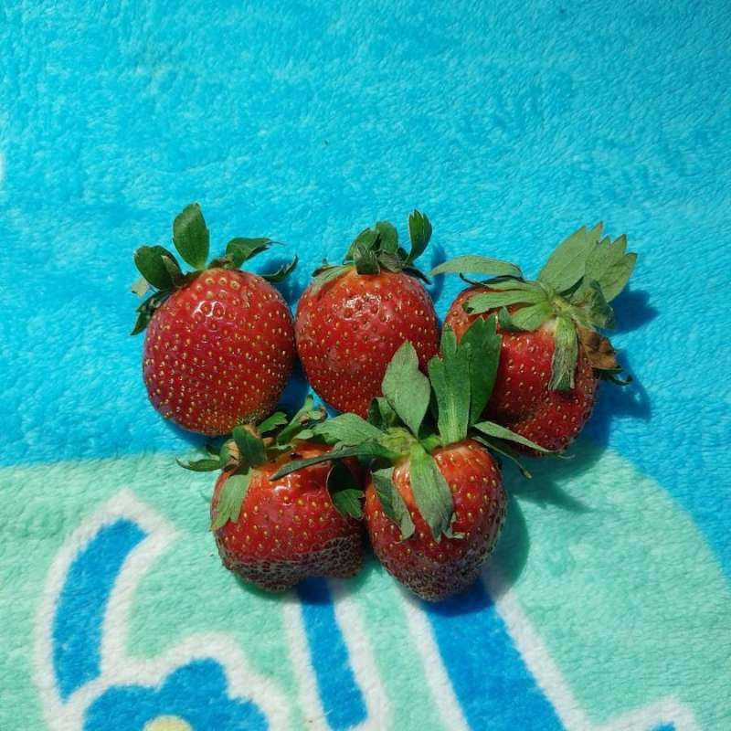 Jual Pure Water Strawberry Cold Press Juice Stroberi Lokal CMF Pure di ...