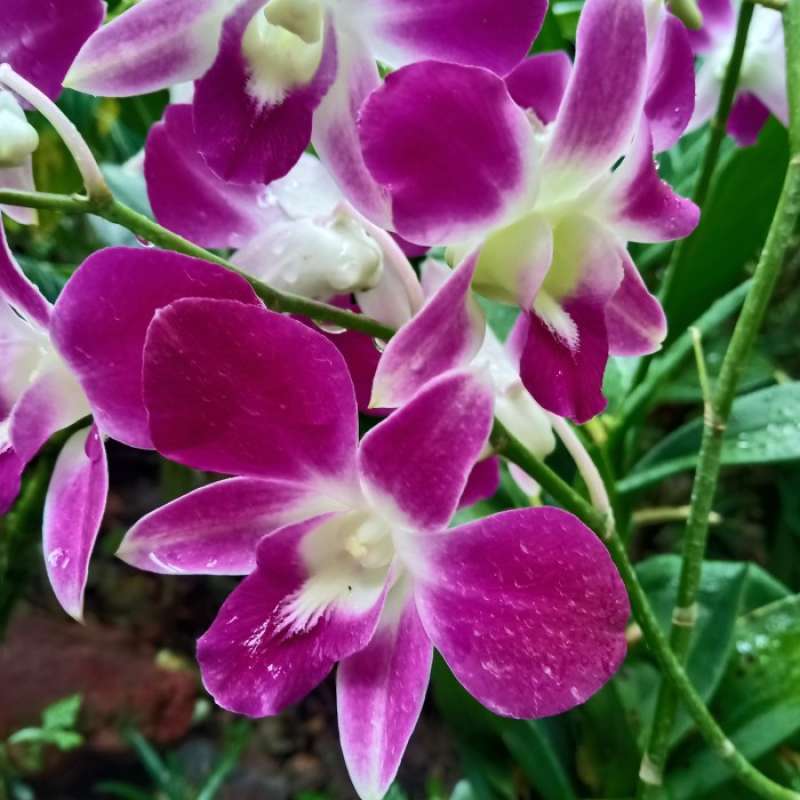 Promo ANGGREK DENDROBIUM HYBRID SONIA ERSAKUL UNGU DEWASA Diskon 60% di ...