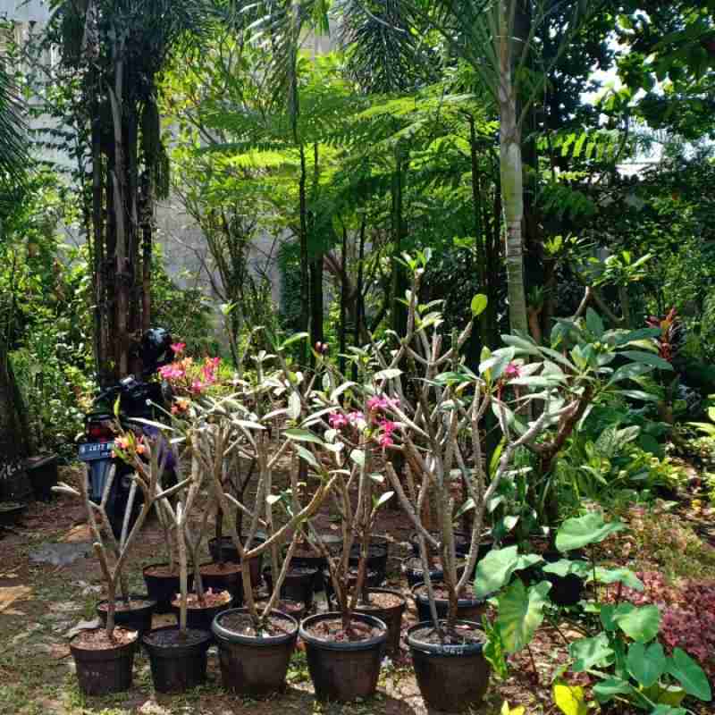 Promo Promo 15 Tanaman Kamboja Bali Aneka Bunga Diskon 11% di Seller ...