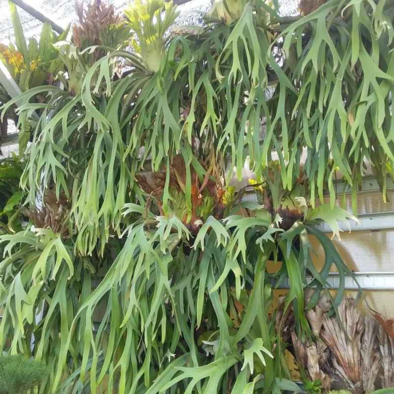 Jual Ready Tanaman Tanduk Rusa-Pohon Tanduk Rusa di Seller nayla taman ...