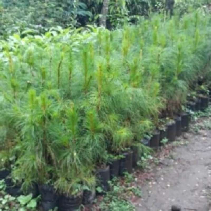 Jual Bibit Pinus Original Murah - Harga Diskon Mei 2024 | Blibli.com