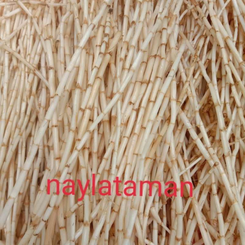 Jual 1Kg Akar Alang Alang Segar di Seller nayla taman - Sasak Panjang ...