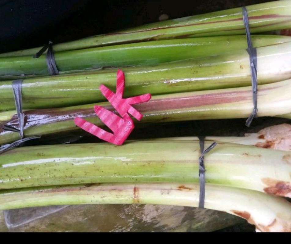 Promo Batang Lompong Sayur Talas 500 gr Halal Diskon 7% di Seller ...