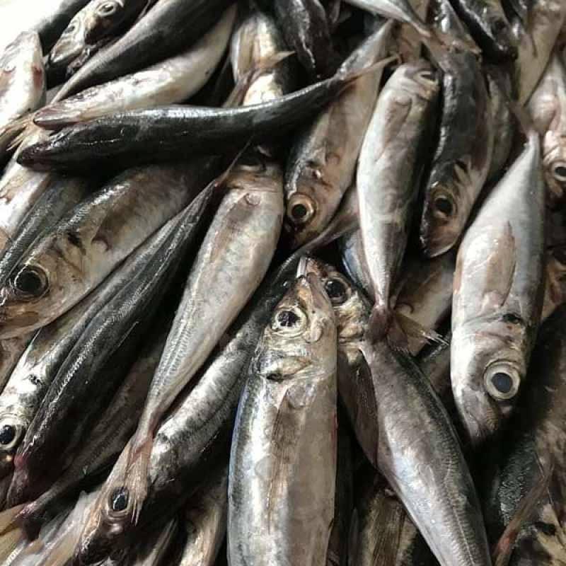 Promo Pasarbali.id Ikan Kucing Daging Segar [1 Kg/ Denpasar] Diskon 5% ...