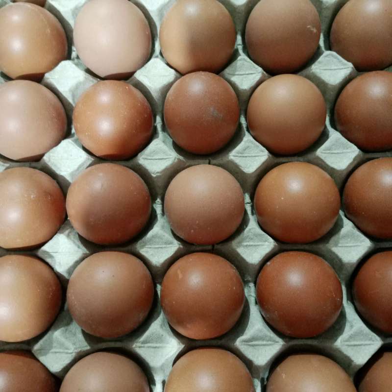 Jual Telor 1 kg di Seller Toko Fadhil@ - Kota Bekasi, Jawa Barat | Blibli