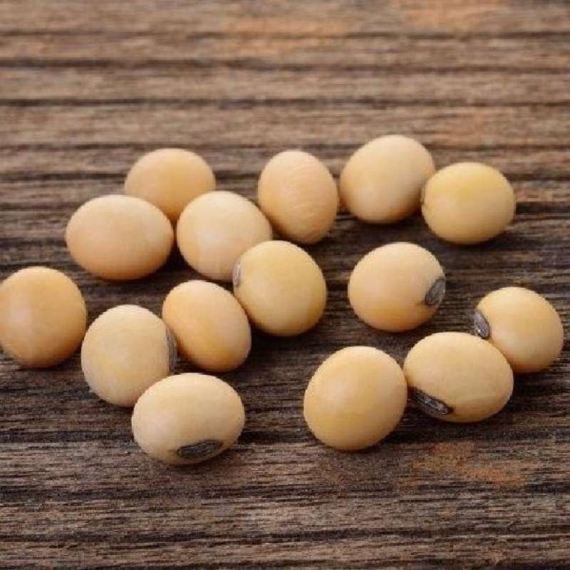 Jual KACANG KEDELAI IMPORT - 1 KG - IMPORT SOYBEAN - SUPER GRADE - di ...