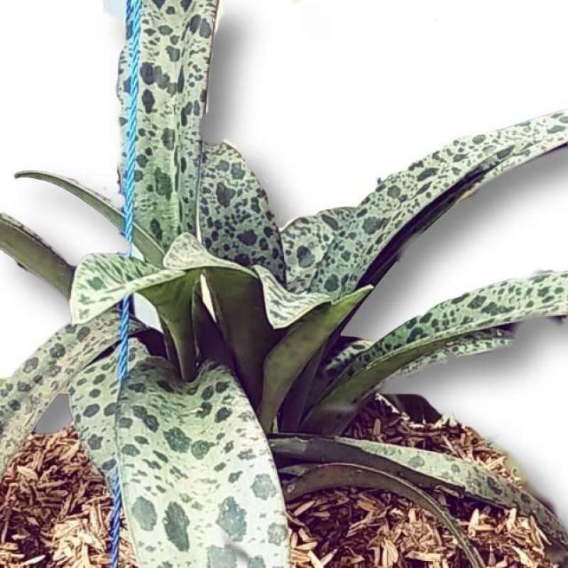 Jual Tanaman Lidah Katak Hijau Di Seller Florist Katusba Toko Tanaman ...