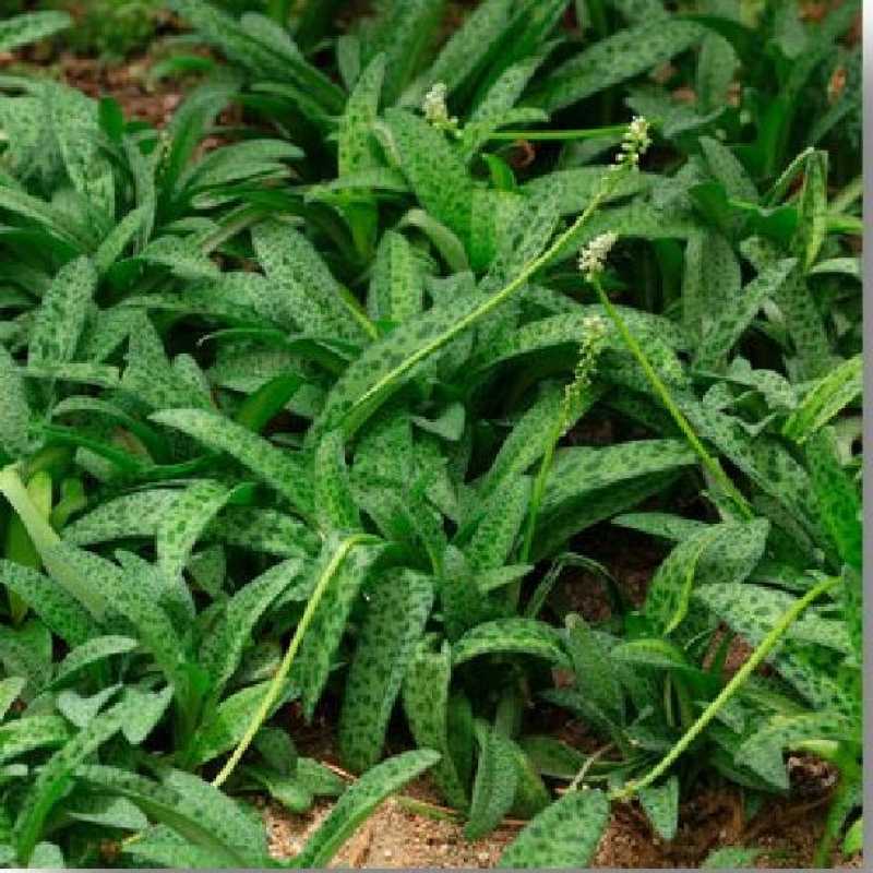 Jual Tanaman Lidah Katak Hijau Di Seller Florist Katusba Toko Tanaman ...