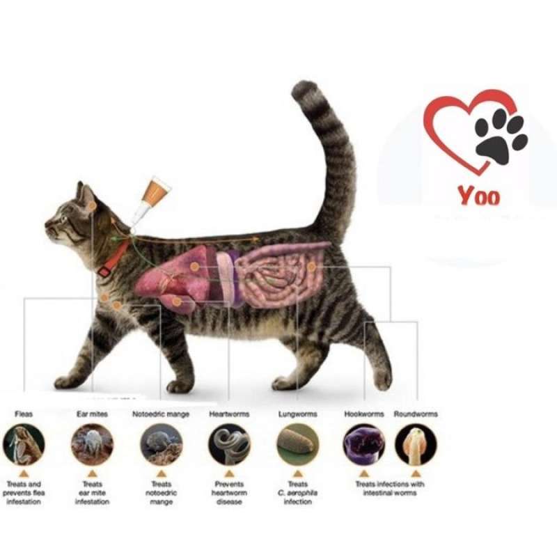 Promo Advocate Cat Obat Tetes Kutu Kucing Size S Dan L Diskon 26% Di ...