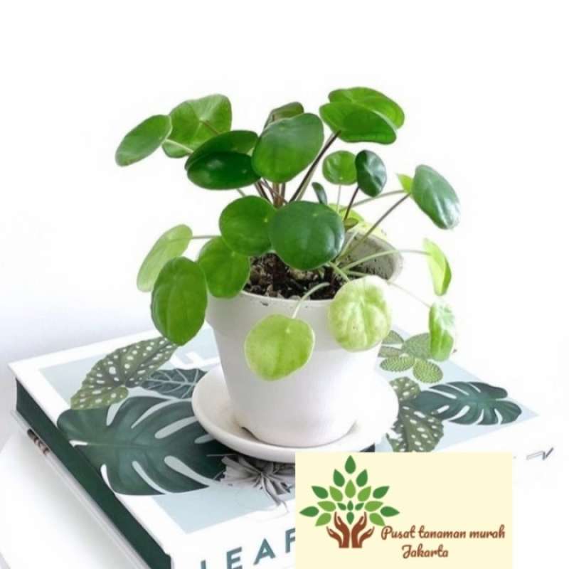 Jual tanaman hias pilea / peperomioides / chinese money plant / tanaman ...