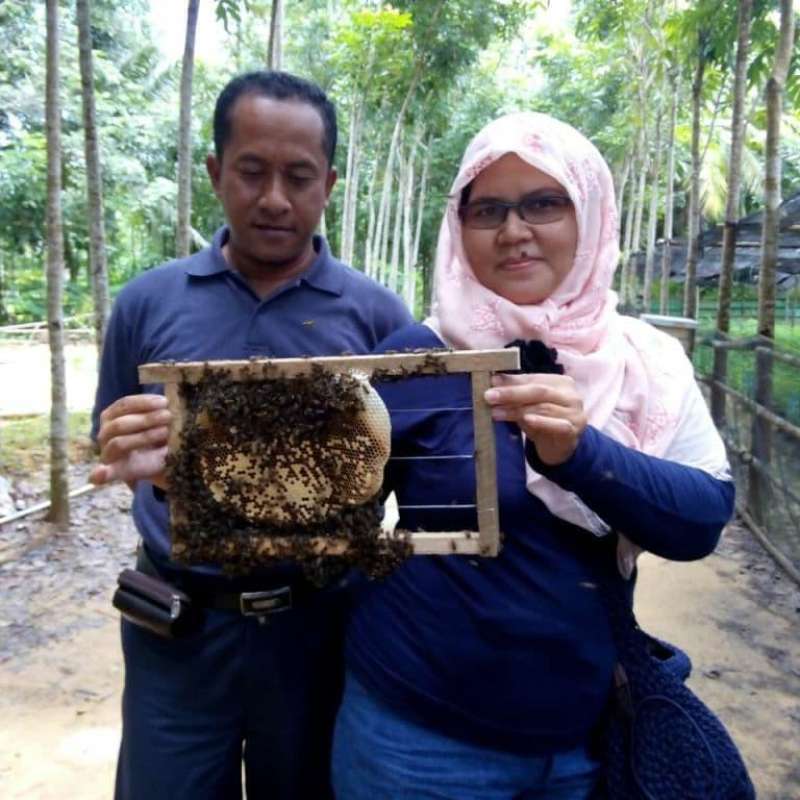 Jual Madu Lebah 100ml, Madu Asli Hutan Kalimantan Di Seller Madu Bantal ...