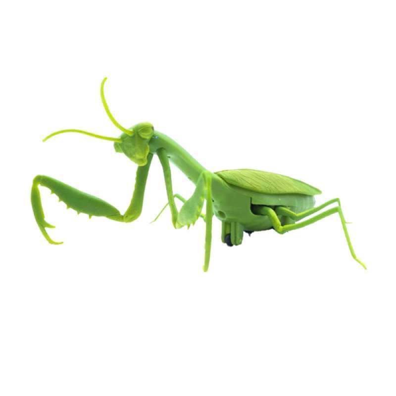 Jual Plastic Mini Insect Bugs Mantis Model Action Figure Kids Toy ...