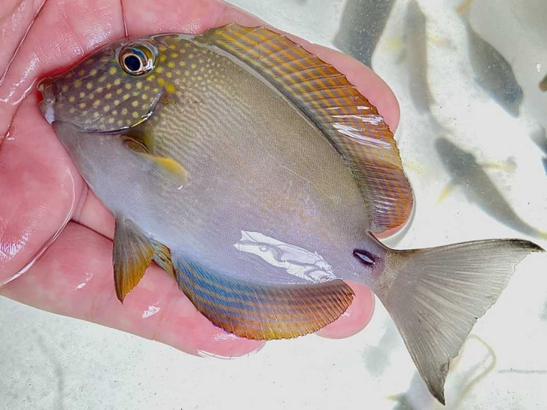 Maculiceps Tang