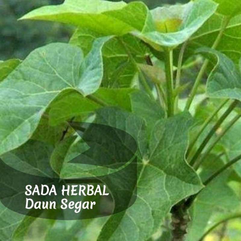 Jual Jual Daun Jarak Pagar Segar 100 gram fresh Petik di Seller ...