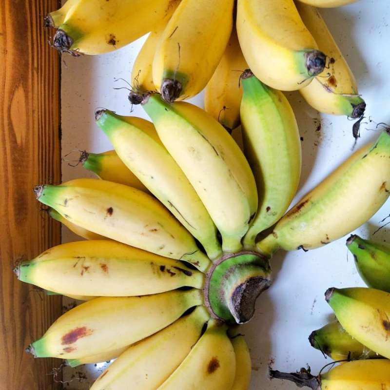 Jual Buah Pisang Muli Manis Pulen Khas Garut | Pisang Manis di Seller ...