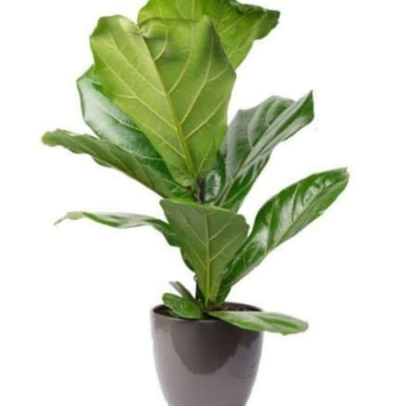 Jual Tanaman hias pohon biola cantik - pohon ketapang biola cantik di ...