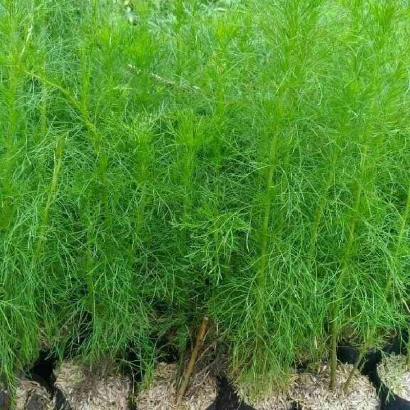 Jual Tanaman Hias Cemara Laut - Tanaman Perdu - Cemara Air - Cemara di ...