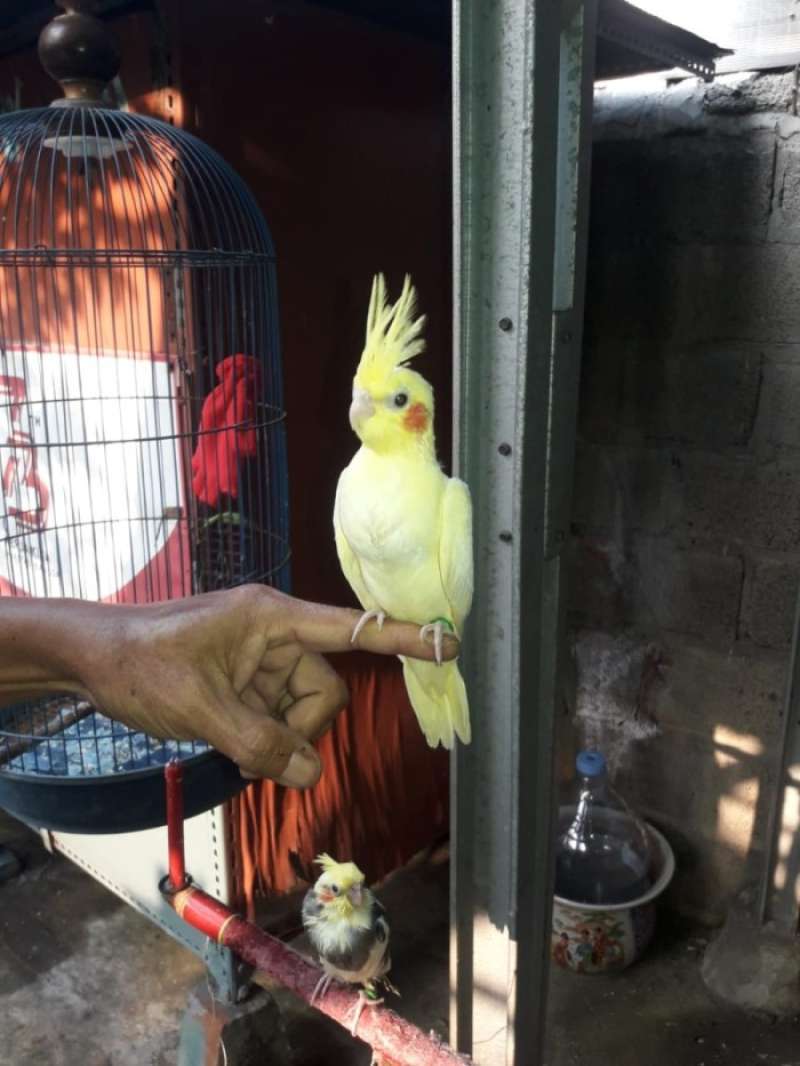 Promo Burung Falk Parkit Australia SUPER JINAK - LUTINO LUTINEM USIA 1 ...