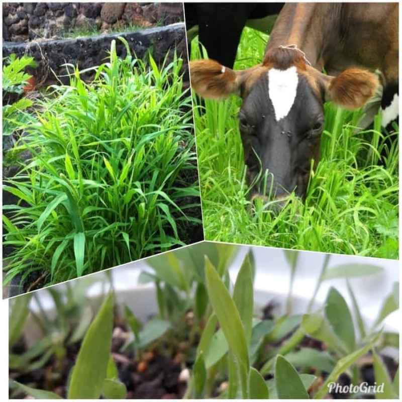 Jual Benih Rumput Pakan Ternak-brachiaria Decumbens 25kg Di Seller ...