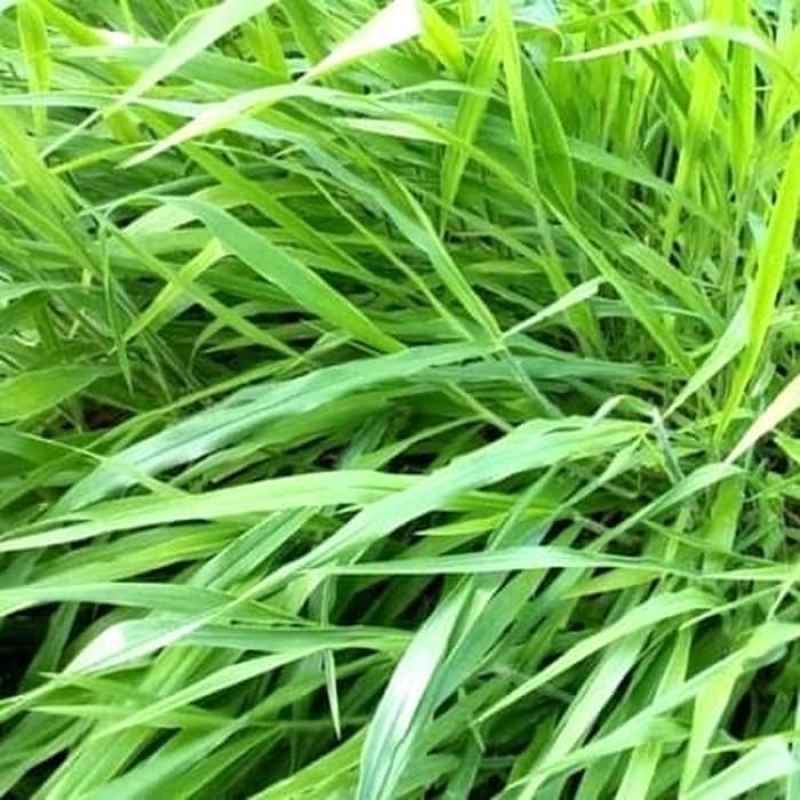 Jual Benih Rumput Pakan Ternak-brachiaria Decumbens 25kg Di Seller ...