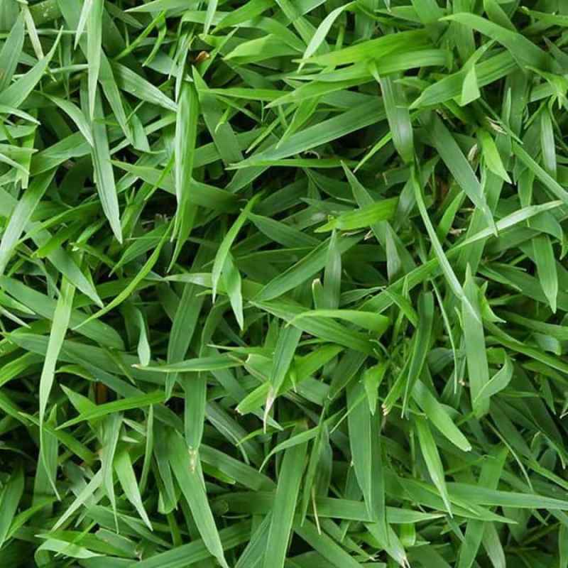 Jual Benih Rumput Pakan Ternak-brachiaria Decumbens 25kg Di Seller ...