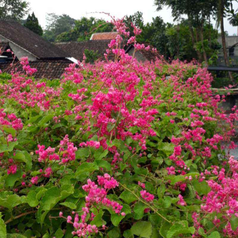 Promo pohon bunga air mata pengantin/tanaman hias rambat/tanaman hias ...